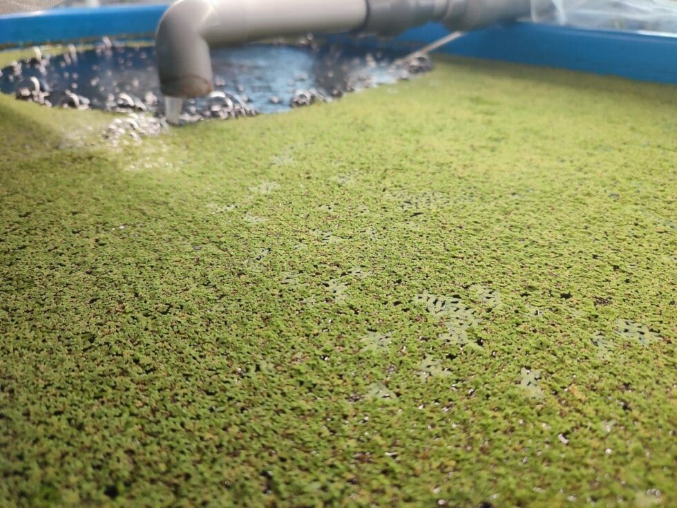 HARNESSING AZOLLA: A SUSTAINABLE PROTEIN SOURCE FOR FISH AND LIVESTOCK ...